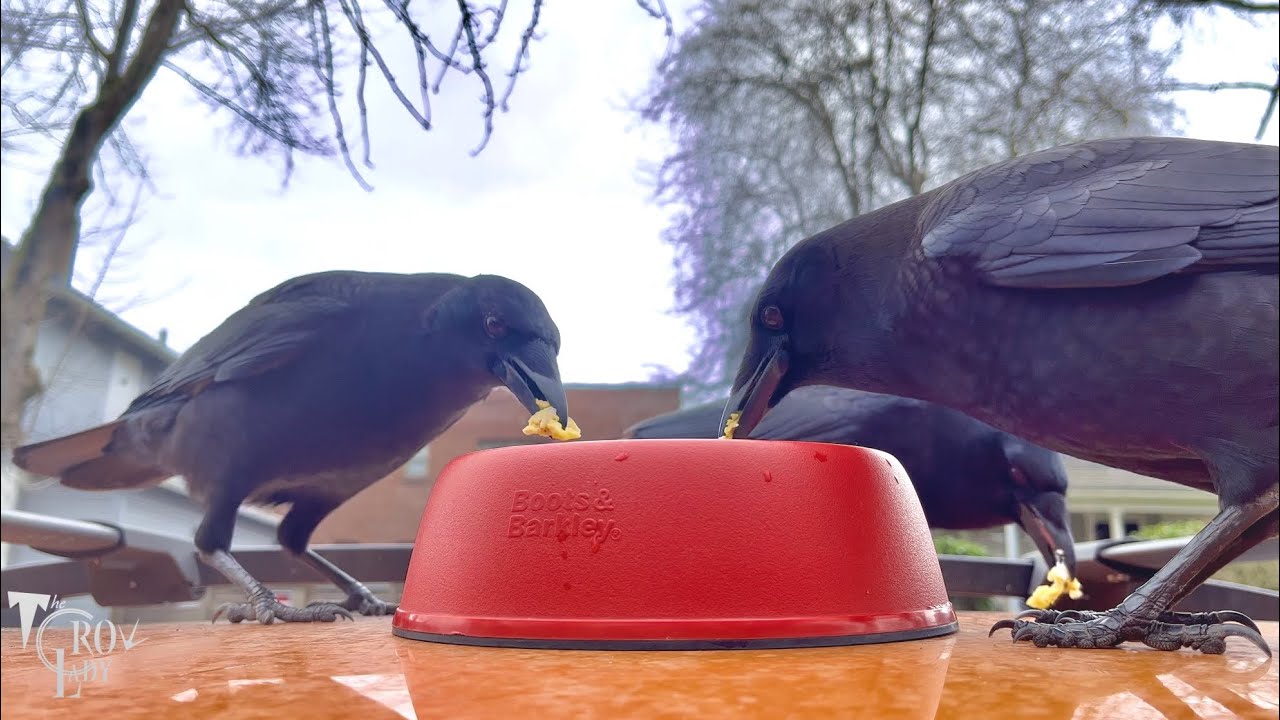 Simple Crow Cam - YouTube