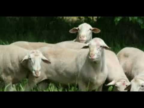 FORMULATION de ALIMENT de BETAIL - YouTube