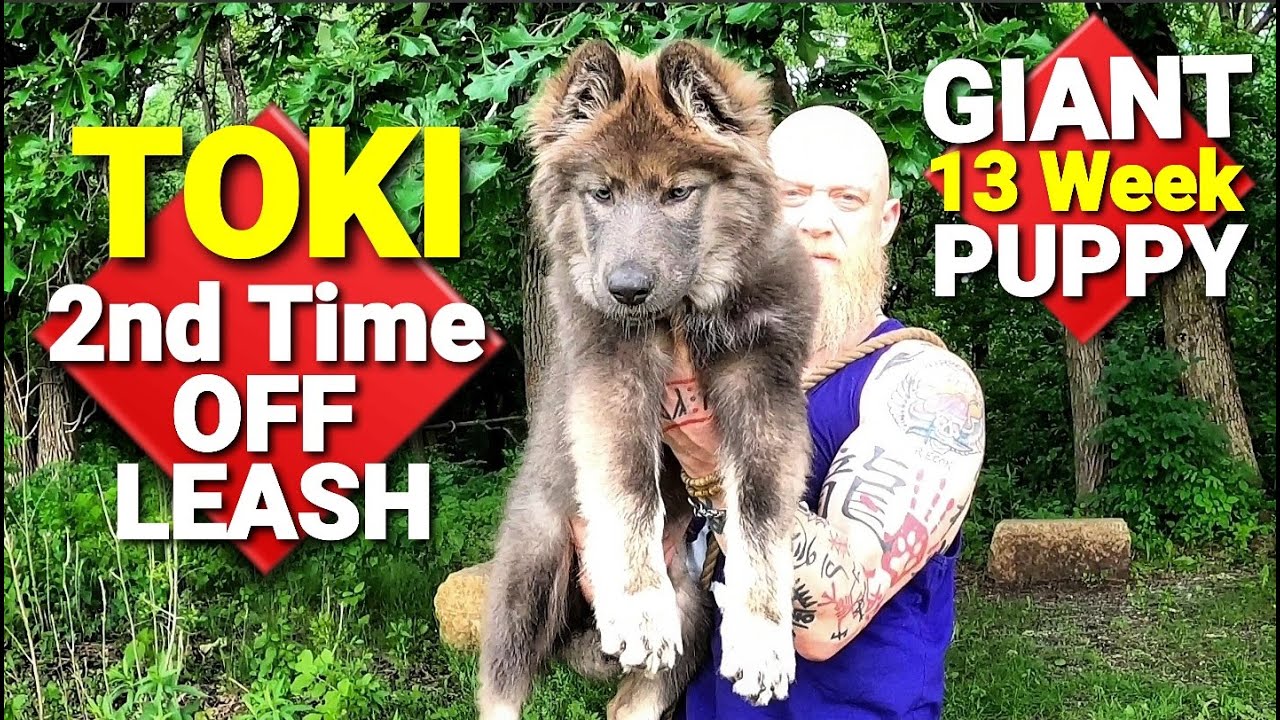 Toki's 2nd Off Leash Hike - GIANT 13 Week Lycan Shepherd - YouTube