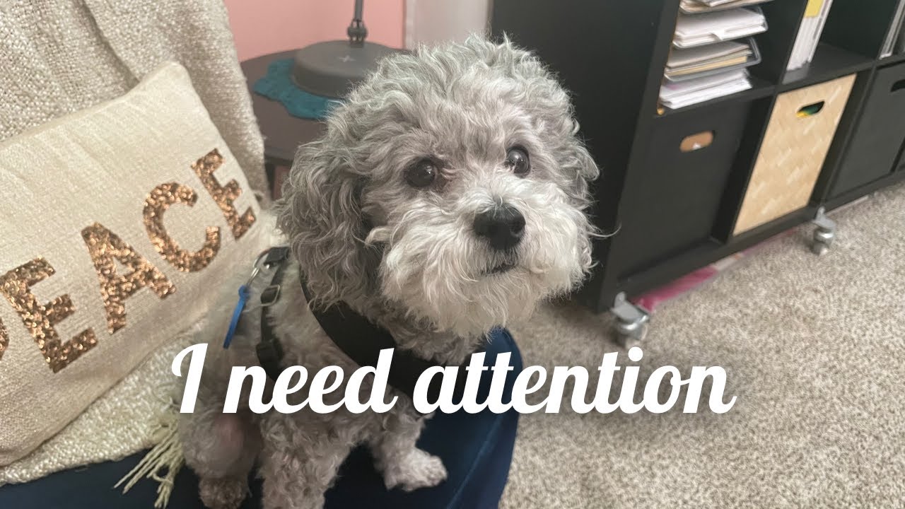 My dog won’t let me work, so let’s chat - YouTube