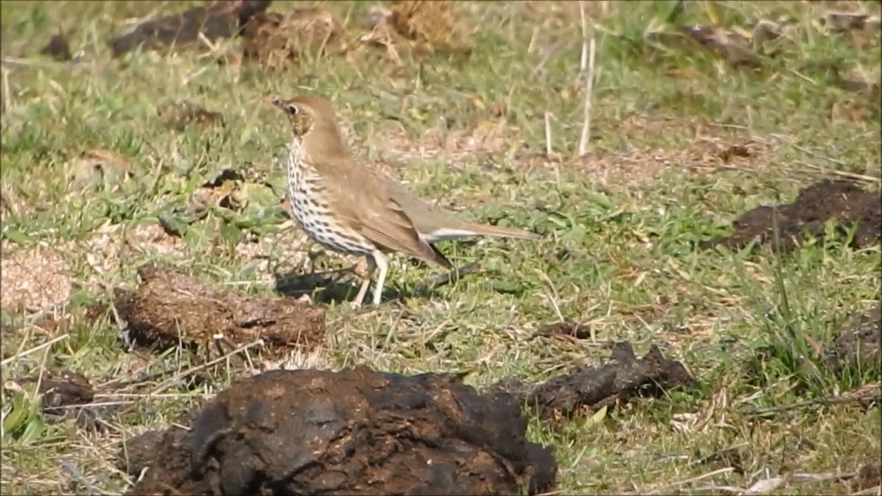 Vídeo Zorzal común 7778 - YouTube