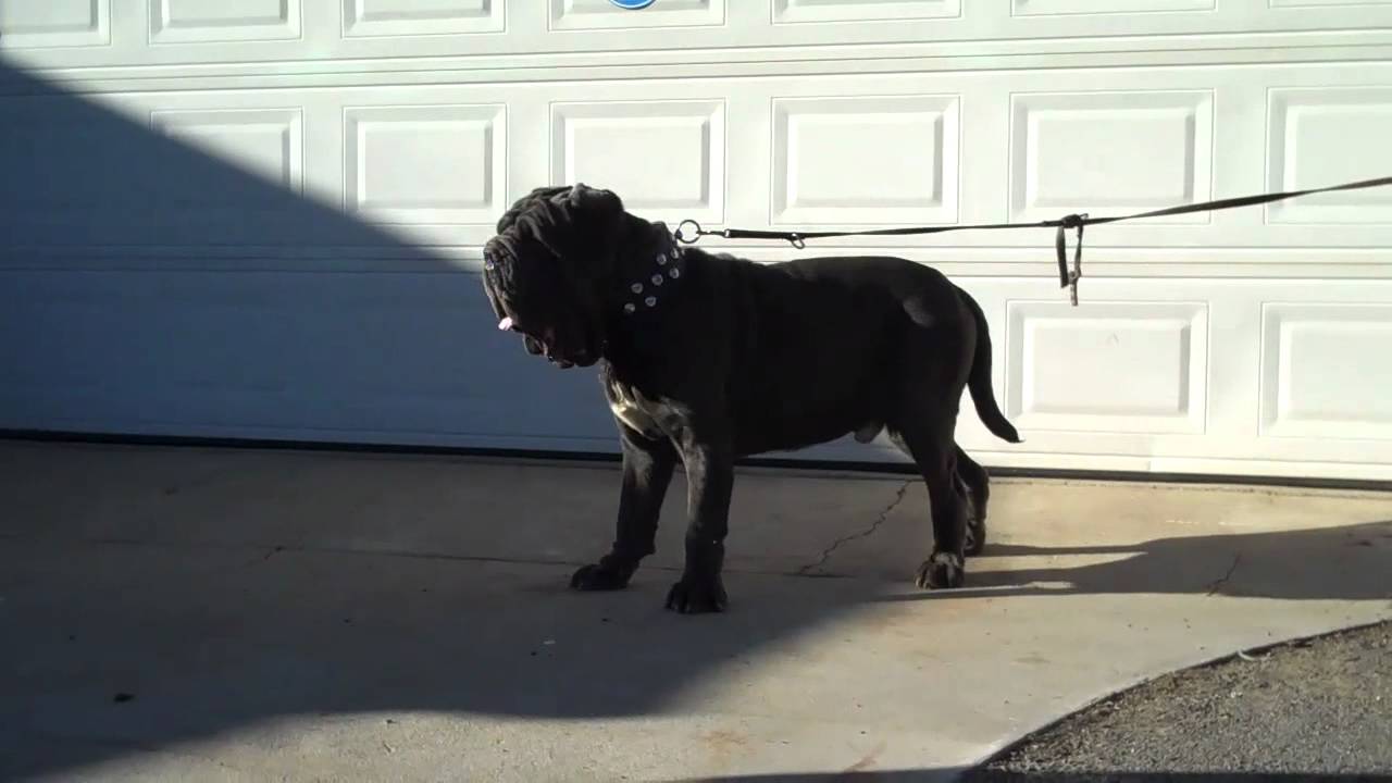 Old World Coligola 2 years, Neapolitan Mastiff, Mastino Napolitano ...