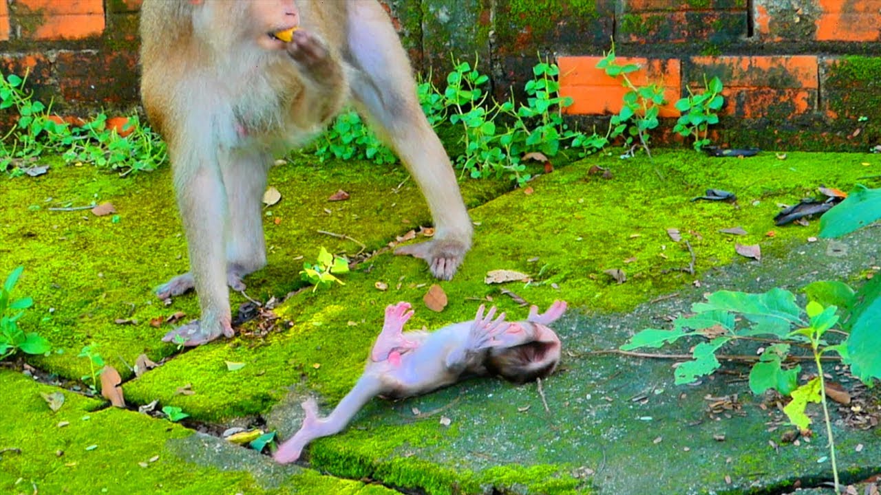 OMG ! Baby tiny MORA walk falling down on cement -when Mom walk ignore ...