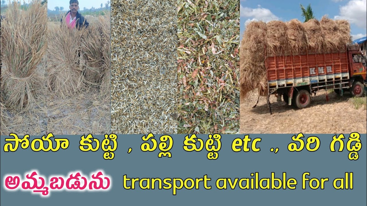 dry fodder , soya , groundnut for sale | - YouTube