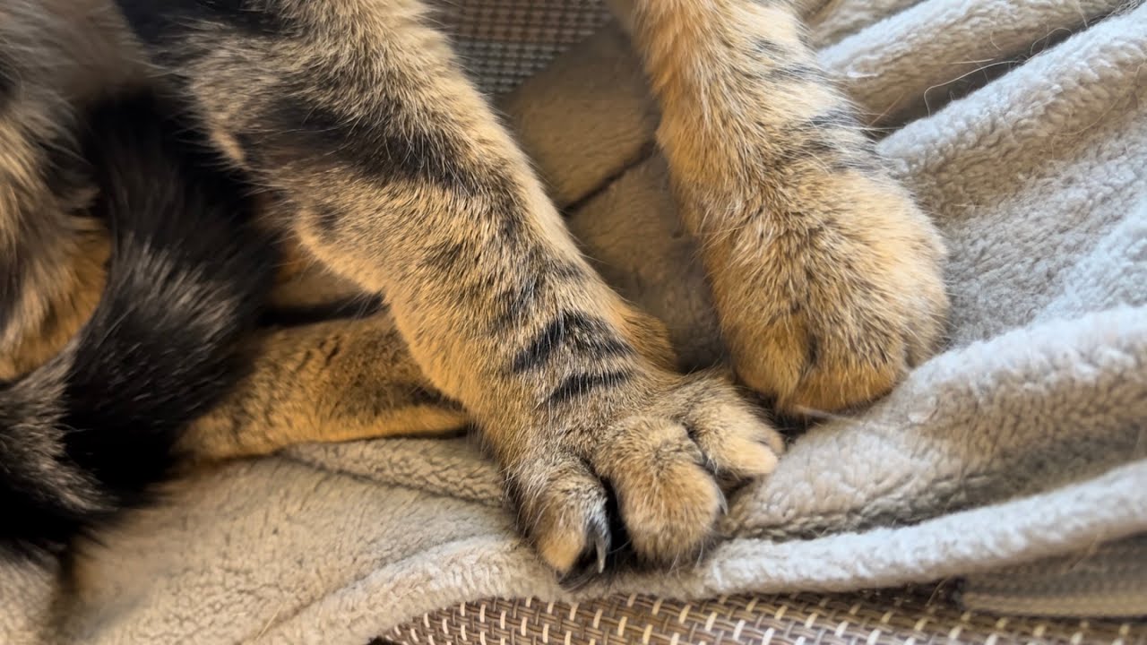 Bellatrix is a multi-tasking queen (biscuits, cleaning, & purring ...