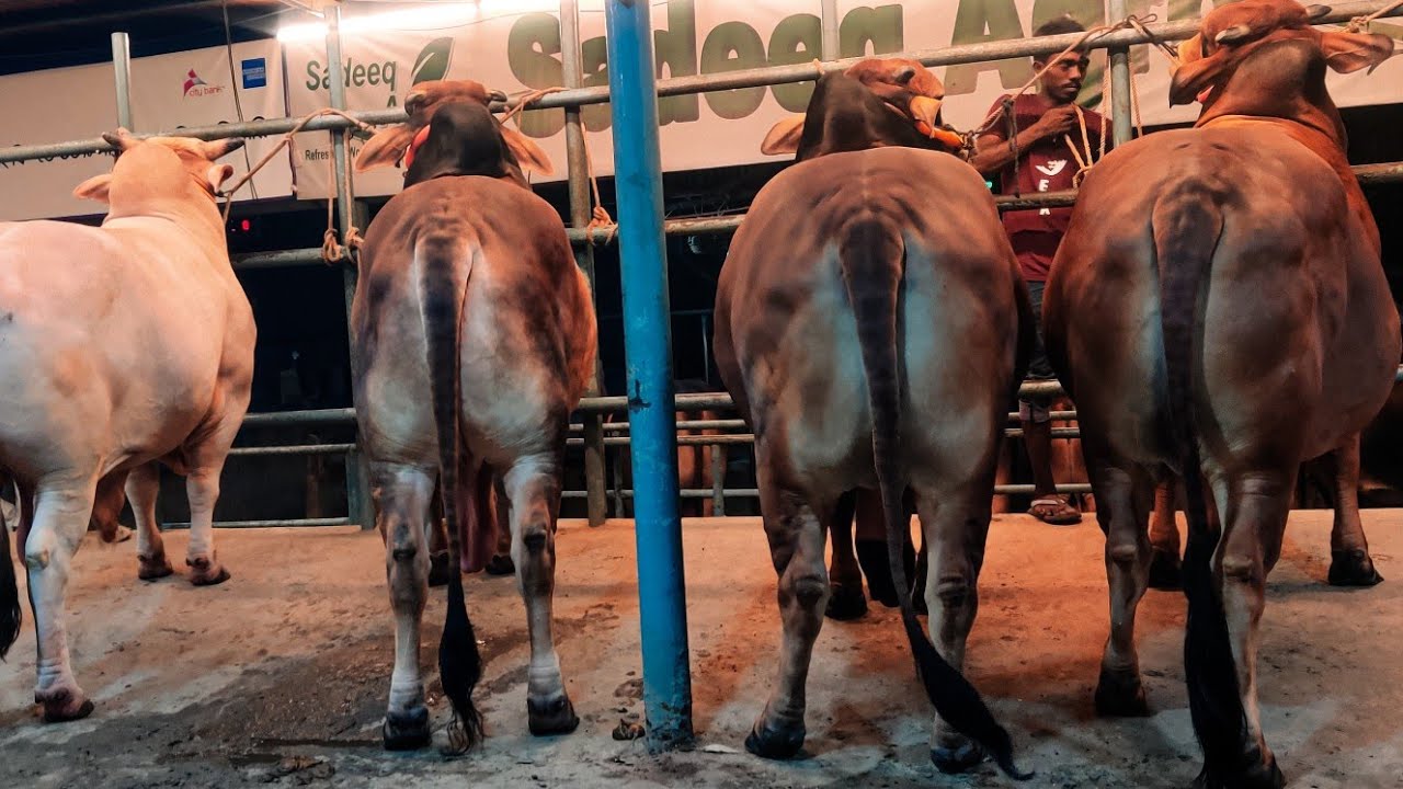 Jumbo Shahiwal Goru Collection Part - 1 • Eid UL Adha 2023 • Qurbani ...