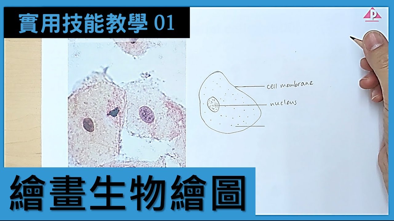 Tips for making biological drawings 繪畫生物繪圖的技巧 - YouTube