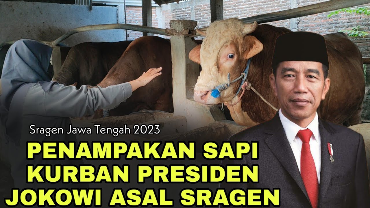 SAPI KURBAN JOKOWI ASAL SRAGEN SUPER BESAR TERNYATA INI MAKANANNYA ...