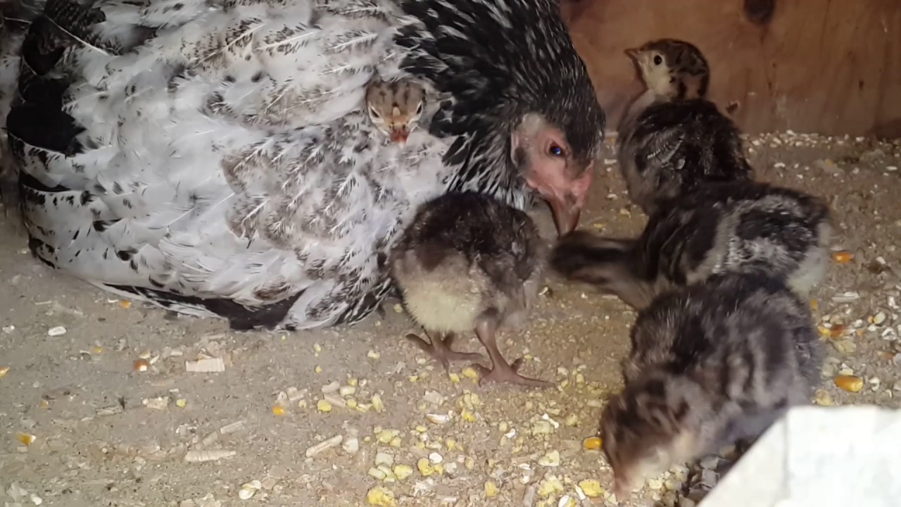 Gurk tavuk ve hindi civcivi. - YouTube