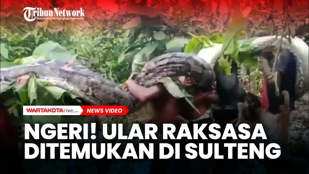 Ngeri! Ular Raksasa Sepanjang 8 Orang Dewasa Ditemukan di Sulawesi ...