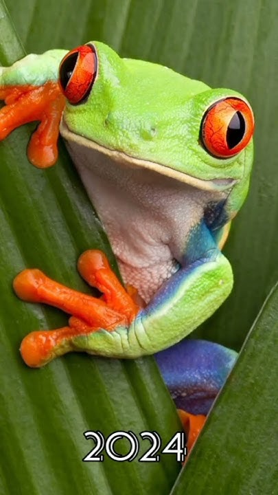 2024 Frog Vs 5000Bce Frog 🐸. #animals #edit #gaming #youtubeshorts #shorts @bce.5000 - YouTube