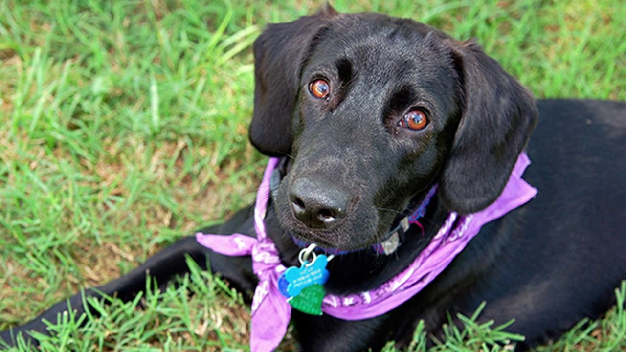 4 Ways To Approach A Stray Dog (Part 2) - YouTube