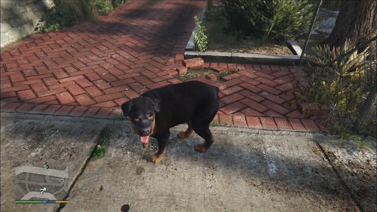 Franklin playing with Chop - Grand Theft Auto V - YouTube