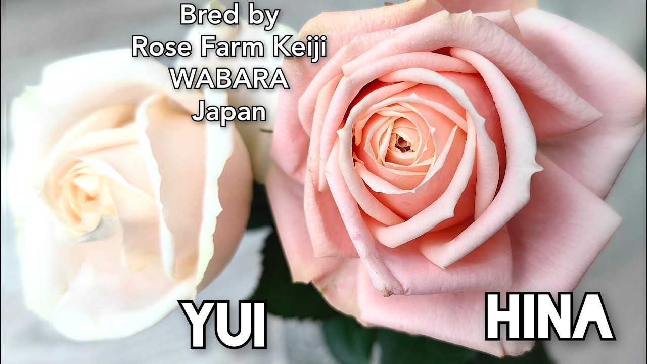 YUI & HINA ROSE plants sisters by WABARA Rose Farm KEIJI Kunieda 和バラ 結 ...