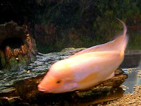 Red Devil Midas Fish Being Petted - YouTube