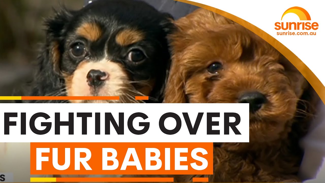 Fighting over fur babies | Sunrise - YouTube