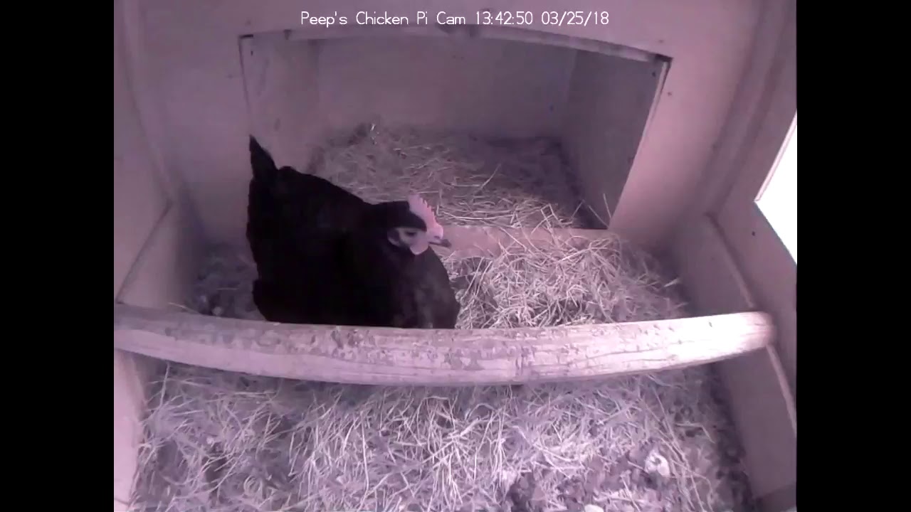 Peep's Chicken Pi Cam Live Stream - YouTube