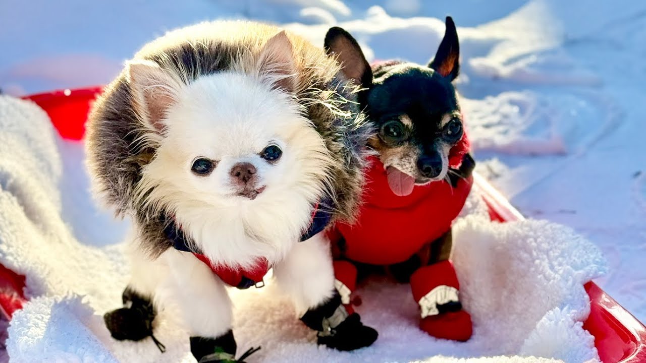 Tiny Chihuahuas Go Sledding In Cute Winter Outfits - YouTube