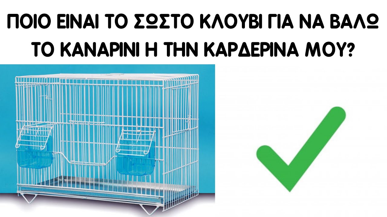 ΤΟ ΣΩΣΤΟ ΚΛΟΥΒΙ ΓΙΑ ΕΝΑ ΚΑΝΑΡΙΝΙ Η ΕΝΑ ΑΓΡΙΟ - YouTube