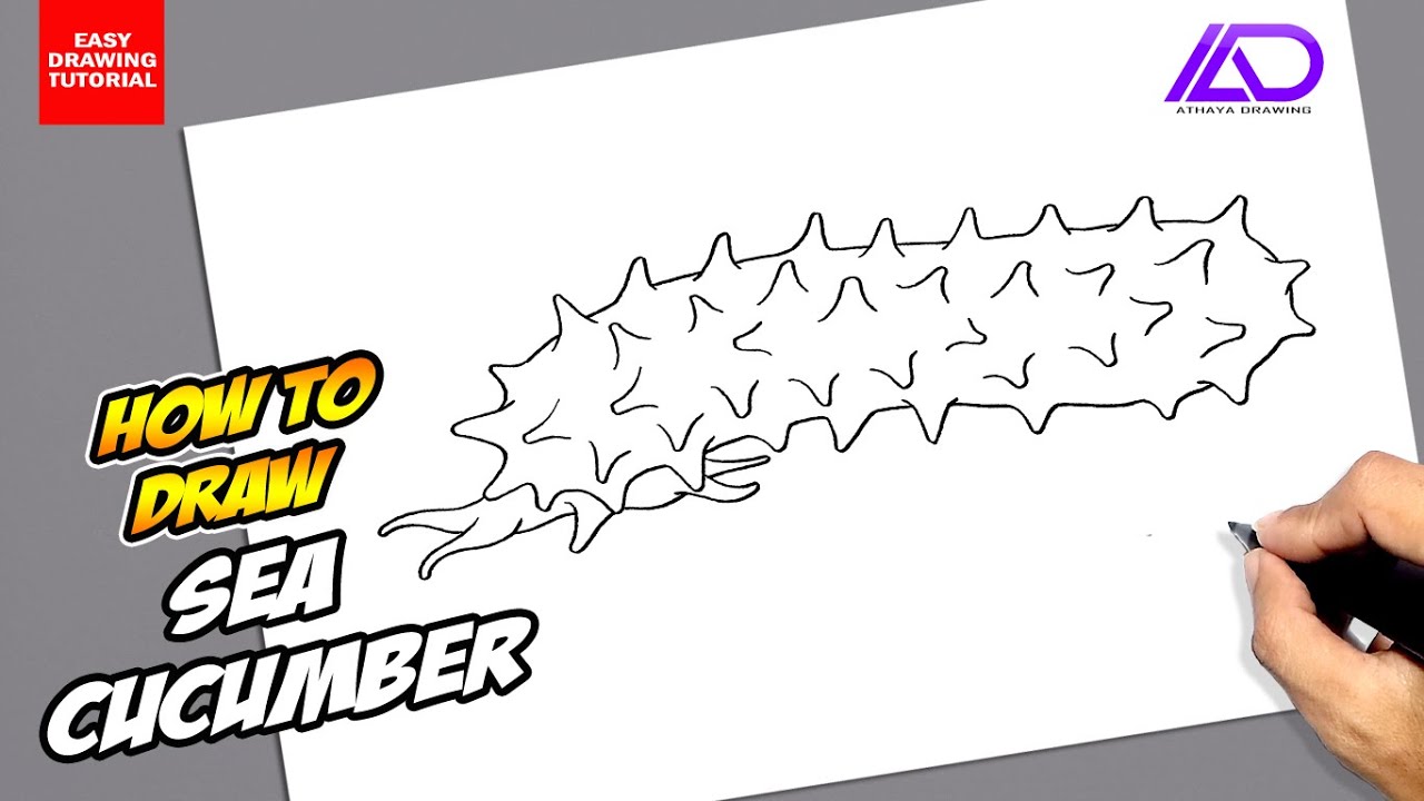 How To Draw A Sea Cucumber