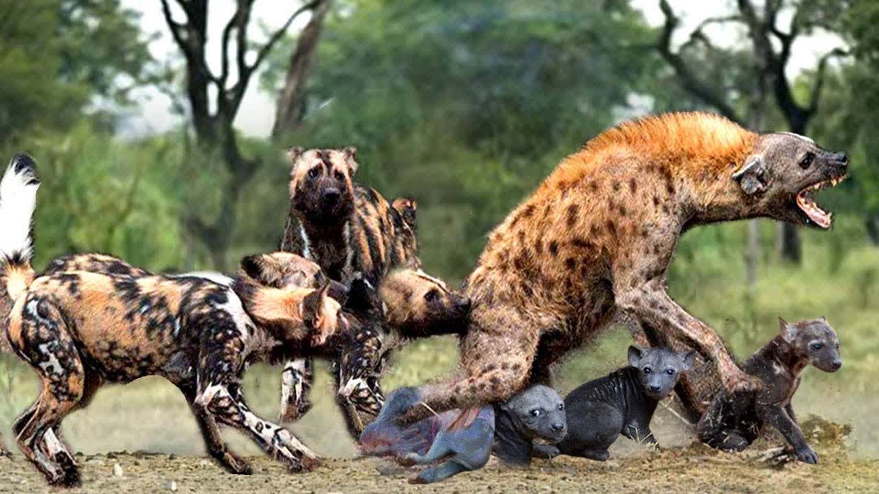 Absolute Dominance Of Cheetah The End Is Destined For Impala - Animal ...