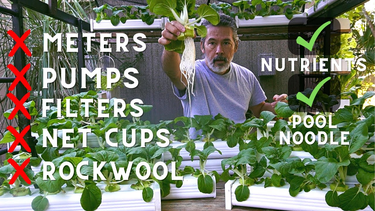 CHEAP and EASY Hydroponics for the Complete Beginner - YouTube