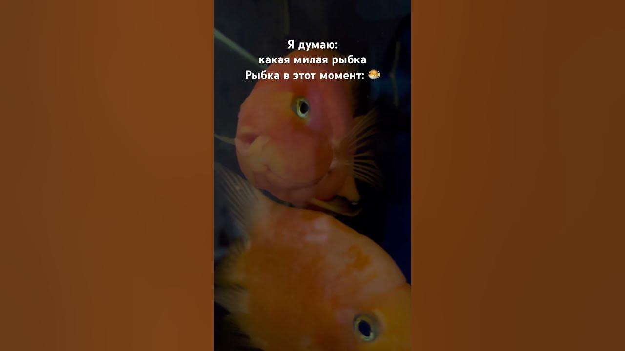 Сомнительно но окей 🙆🏻‍♀️ рекомендации юмор Youtube