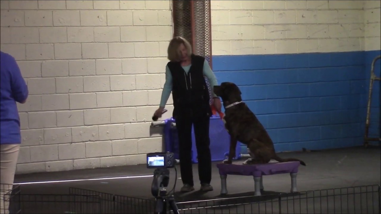 Barb Rex - Stunt Dog- Proven - YouTube