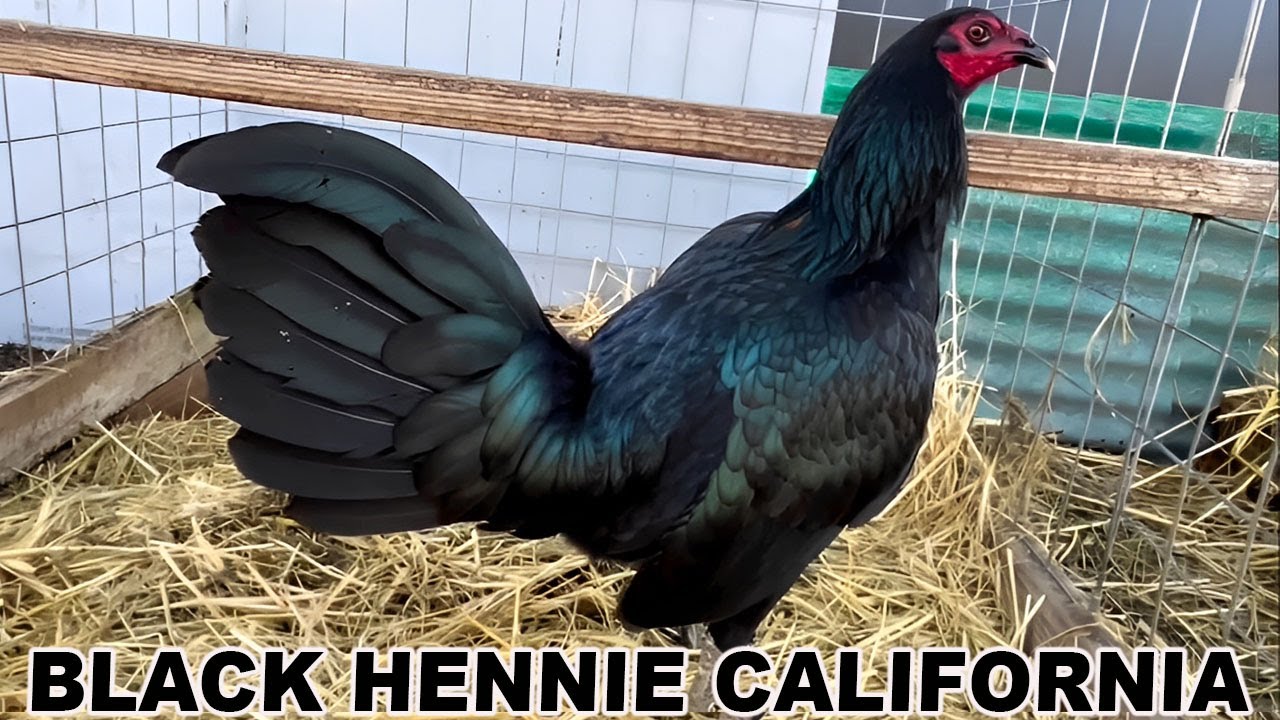 BLACK HENNIE GREY !! Hollister California Beautiful Birds Spring Grove ...