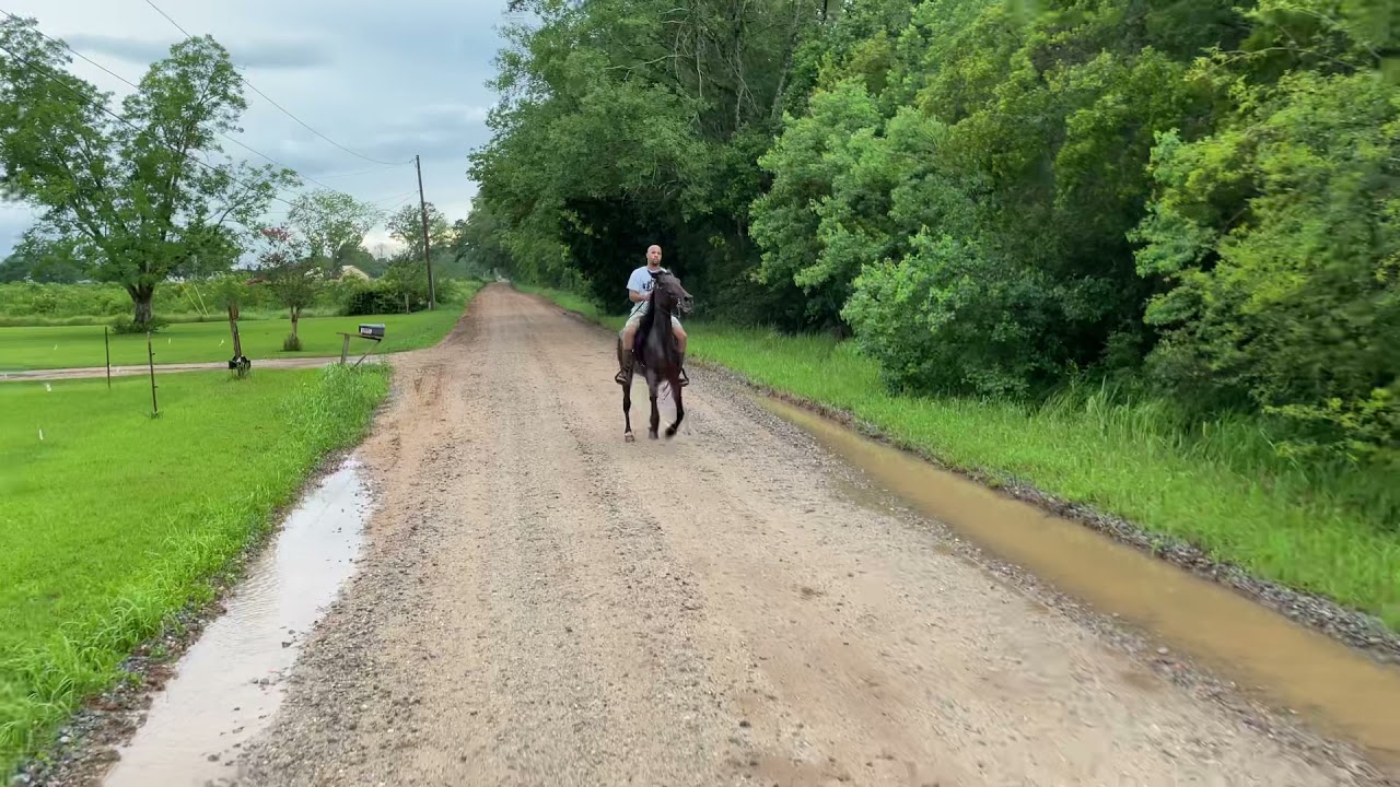 Standardbred filly single footing - YouTube