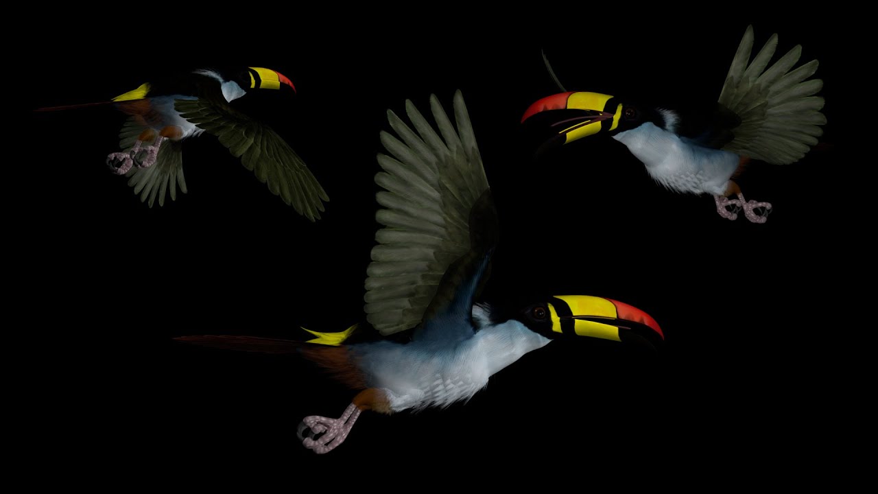 Mountain Toucan - Flying Loops and Transitions - YouTube