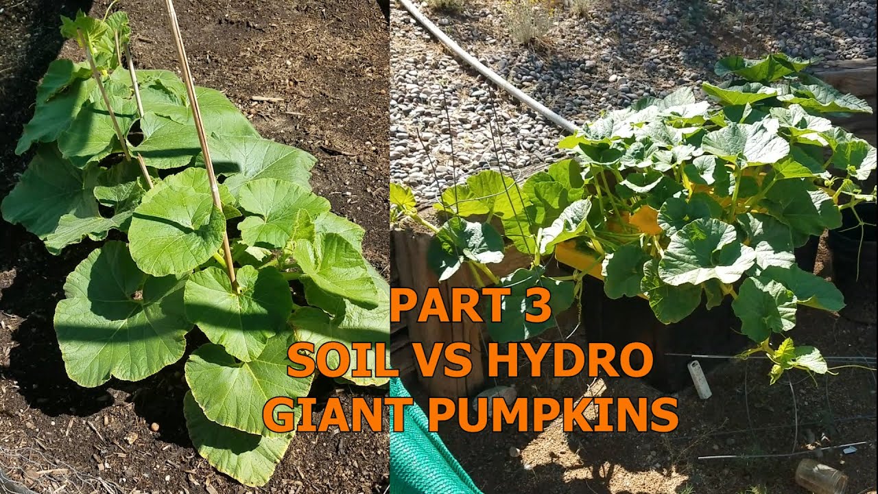 Release The Kraken! Soil Vs Hydroponic-2021 Giant Pumpkin Grow Journal ...