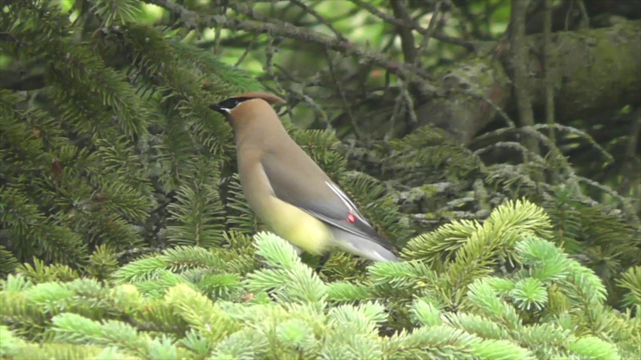 Cedar Waxwing in Ann Arbor, Michigan (USA) - YouTube