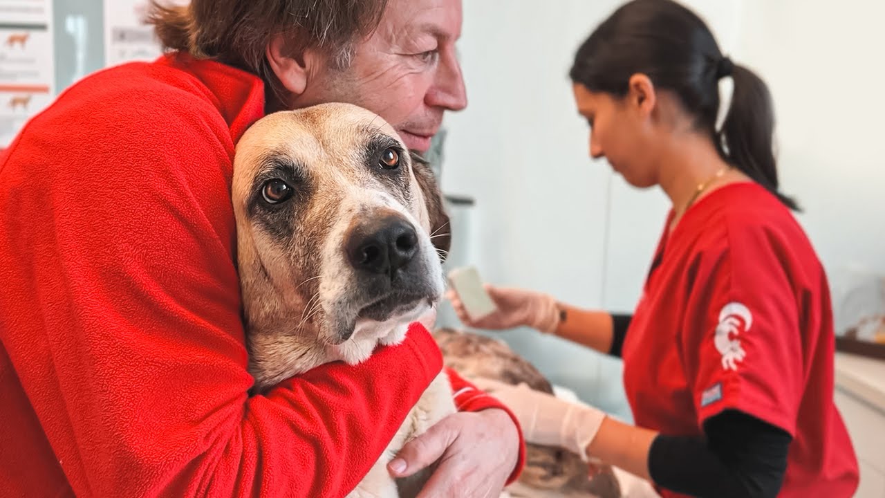 Vet gives love to a dog in her moment of need… - YouTube
