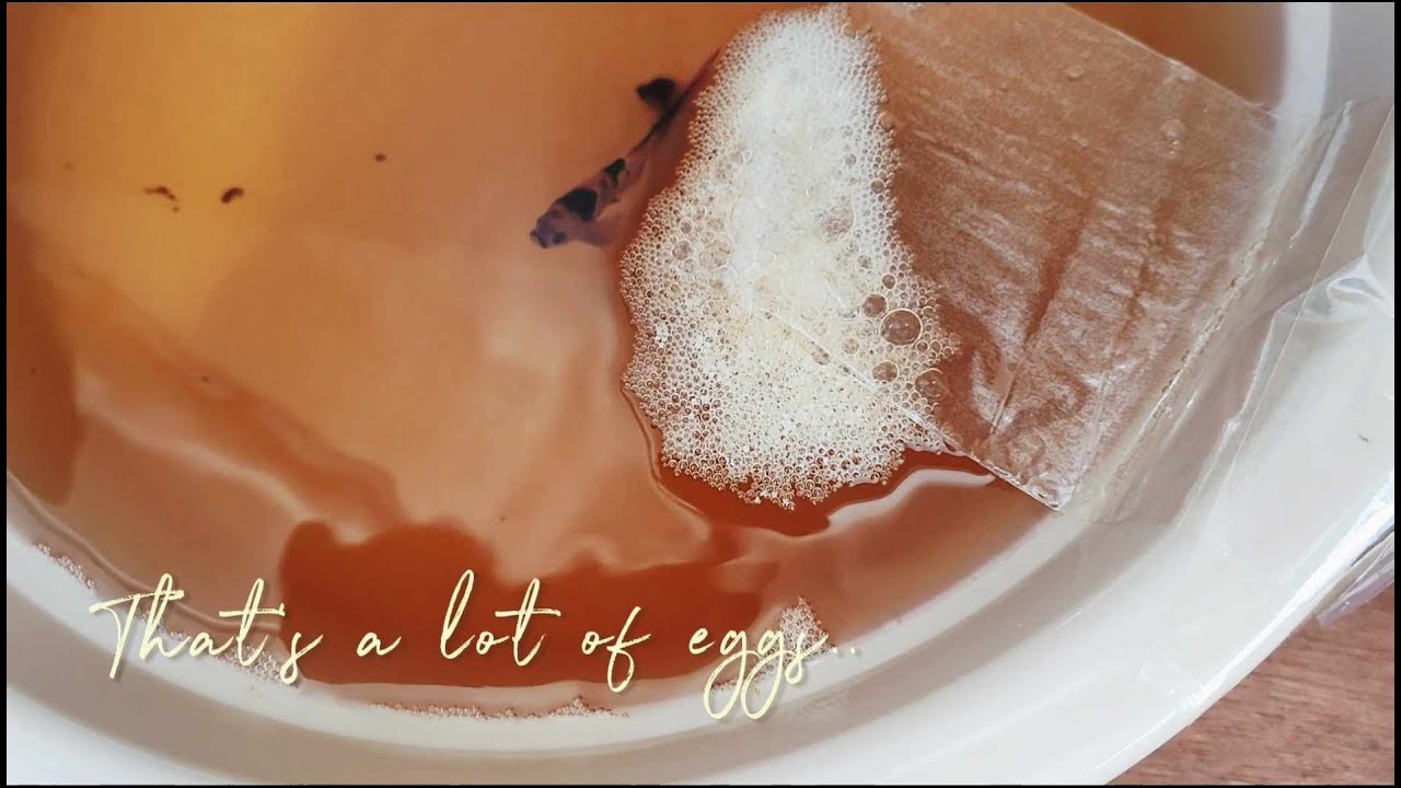 5 Days Breeding Betta Process | From Betta Pairing to Fry Free Swimming ...