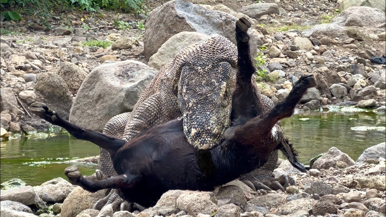 New Today Komodo Hunting Goat - YouTube