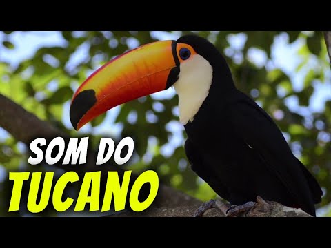 Canto do TUCANO / Toucan song - YouTube