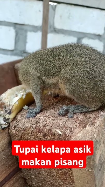 tupai kelapa asik makan pisang - YouTube