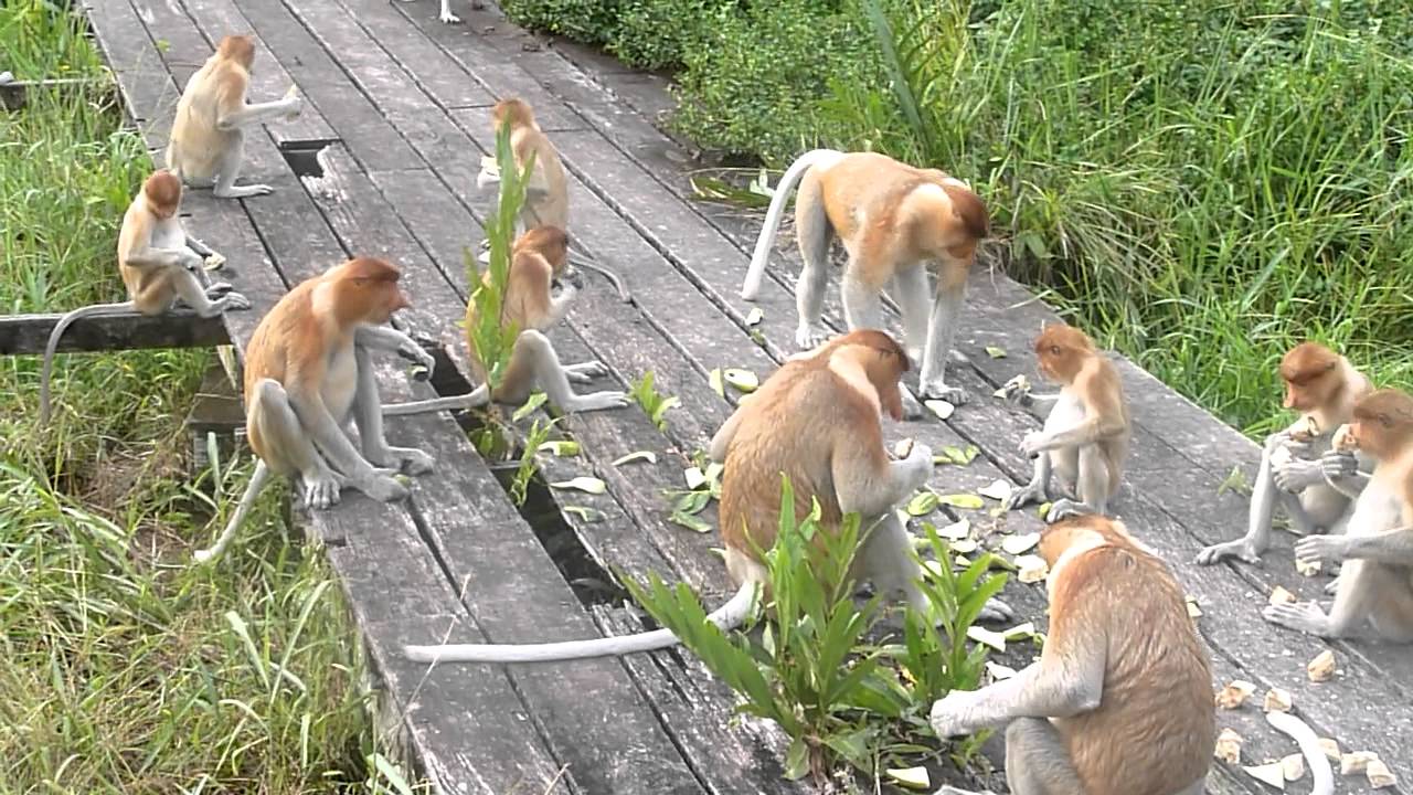 Proboscis Monkeys Feeding Time - YouTube