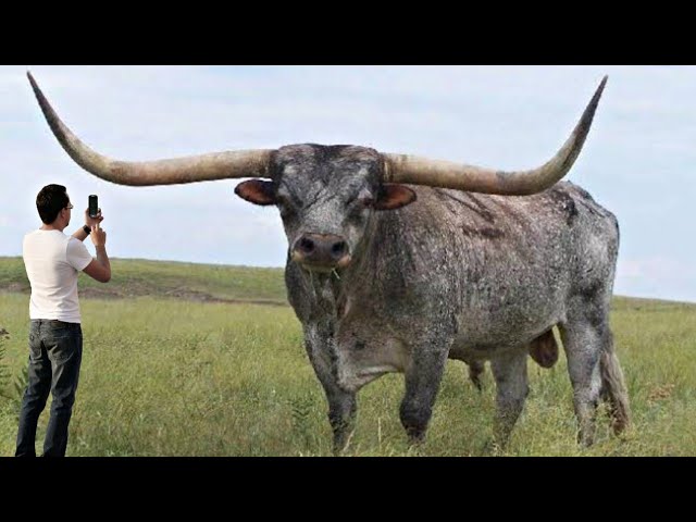 Most Dangerous Bull