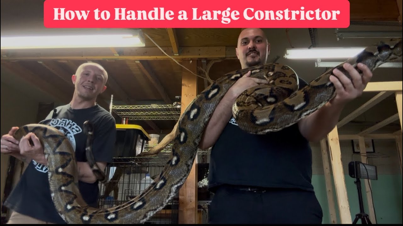 How to Handle a Large Reticulated Python with Shac Scales - YouTube