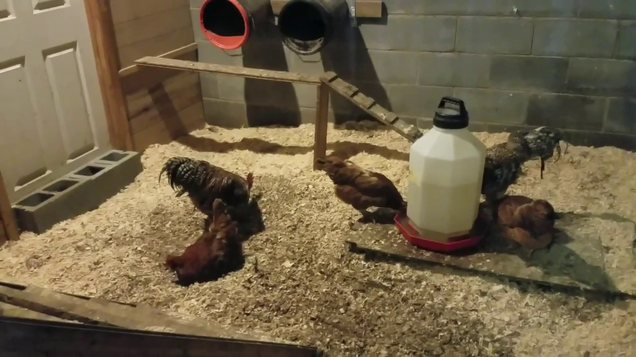 Rhodebar Rare Breed Chicken tour - YouTube