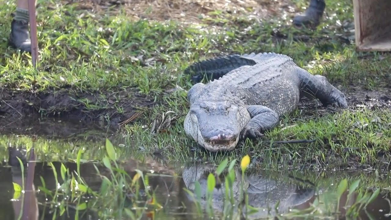 Snapper's delight: Hip hop gators make a splash in Australia | AFP ...