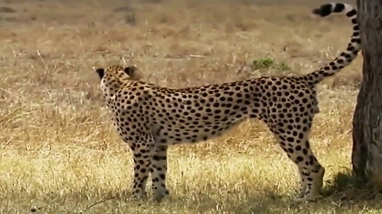 Big Cat Diary Season 3 Episode 6 - The Aftermath - BBC HD - YouTube