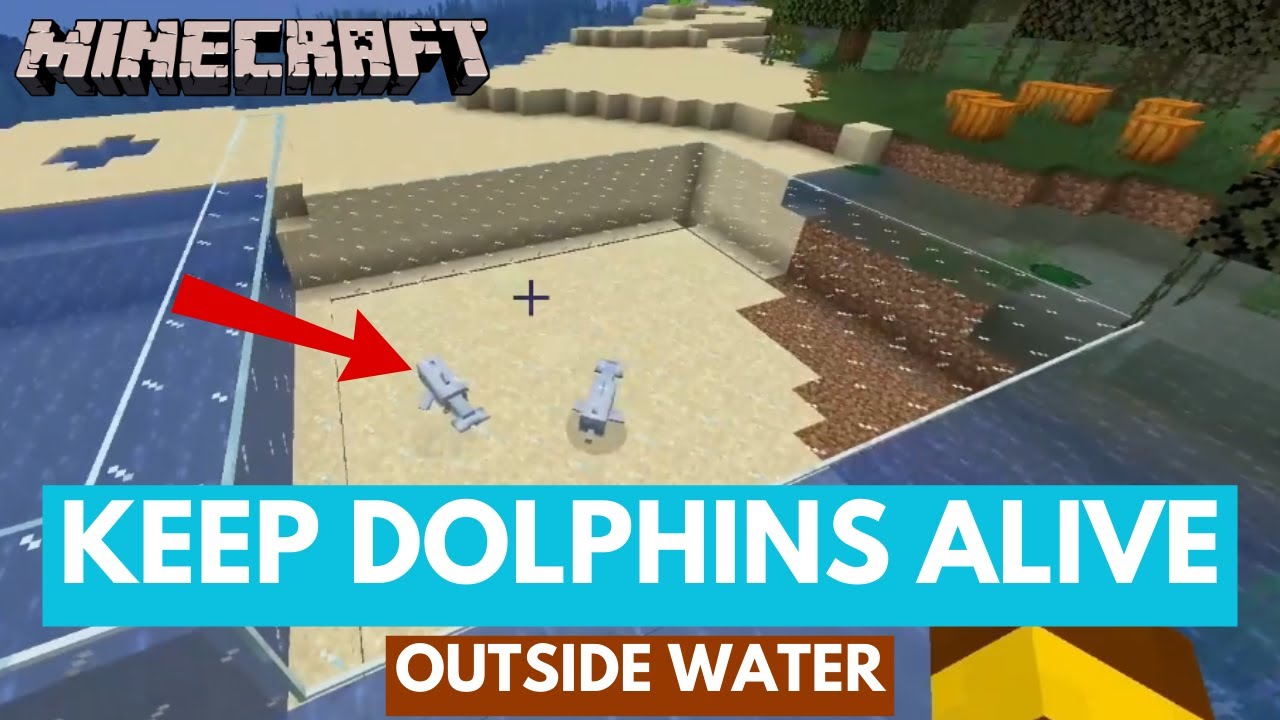 How to Keep Dolphins Alive in Minecraft 2024 | Minecraft Tutorial - YouTube