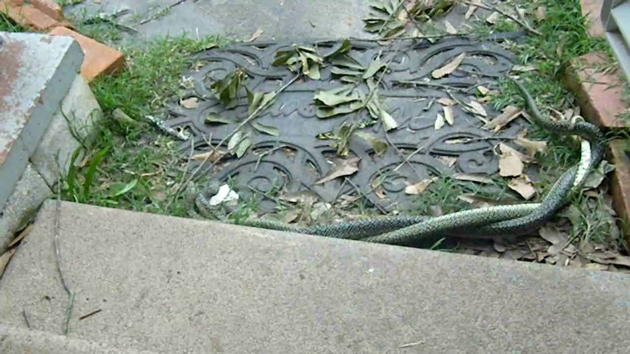 Kitten watching snakes doing it - YouTube