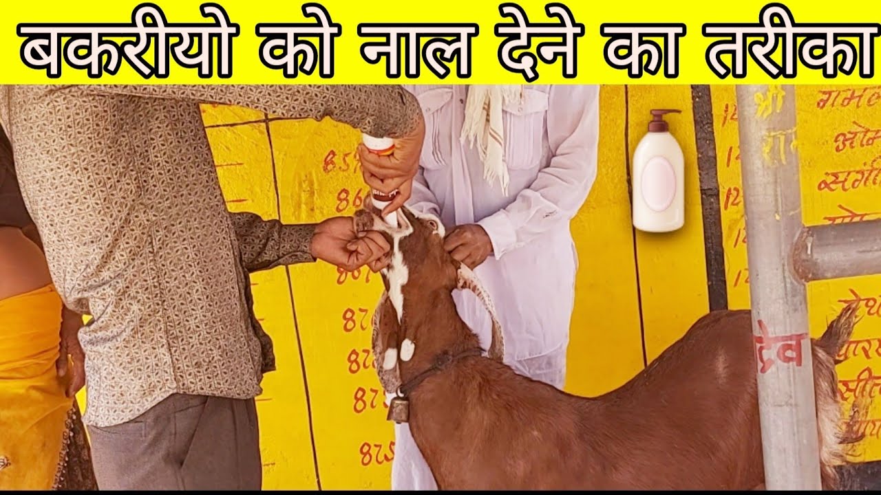 बकरीयो को नाल ( दवाई ) देने का तरीका। Correct Method Drenching In Goat ...