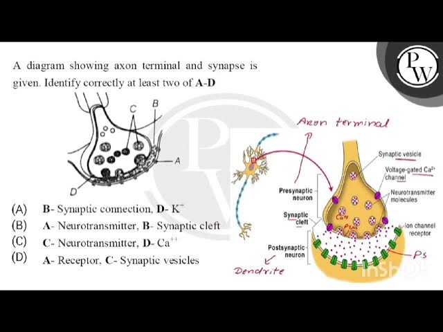 Axon Terminal Diagram Location