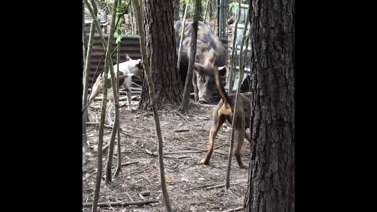 Hog dog training with Catahoula Cur dogs - YouTube