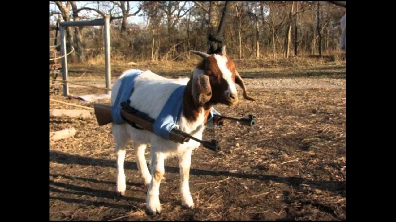 Goat defending Itself from ISIS - YouTube